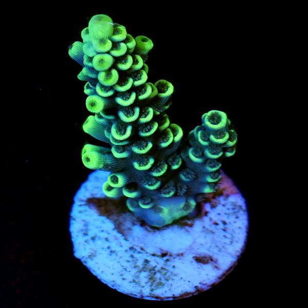 海水　サンゴ　一点物　ミドリイシ　SPS　アクロポラ　Ａｃｒｏｐｏｒａ　ポリカ　フラグ　プラグ　プラフラグ　プラプラグ　YT　20260507　y26m05　77oneitem