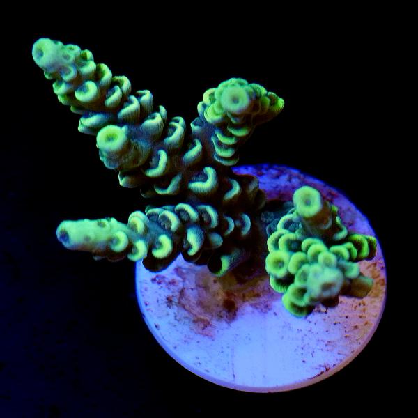 海水　サンゴ　一点物　ミドリイシ　SPS　アクロポラ　Ａｃｒｏｐｏｒａ　ポリカ　フラグ　プラグ　プラフラグ　プラプラグ　YT　20260507　y26m05　77oneitem