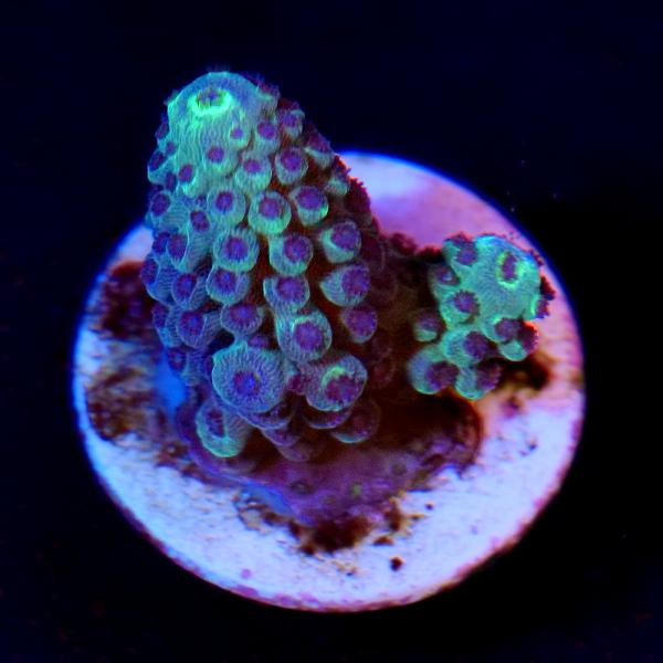 海水　サンゴ　一点物　ミドリイシ　SPS　アクロポラ　Ａｃｒｏｐｏｒａ　ポリカ　フラグ　プラグ　プラフラグ　プラプラグ　YT　20260521　y26m05　77oneitem