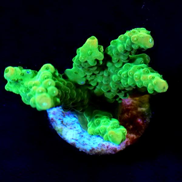 海水　サンゴ　一点物　ミドリイシ　SPS　アクロポラ　Ａｃｒｏｐｏｒａ　ポリカ　フラグ　プラグ　プラフラグ　プラプラグ　YT　20260521　y26m05　77oneitem