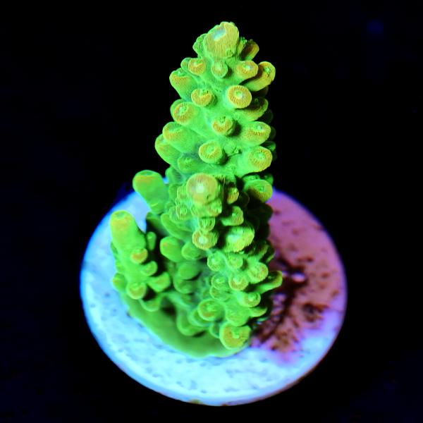 海水　サンゴ　一点物　ミドリイシ　SPS　アクロポラ　Ａｃｒｏｐｏｒａ　ポリカ　フラグ　プラグ　プラフラグ　プラプラグ　YT　20260521　y26m05　77oneitem