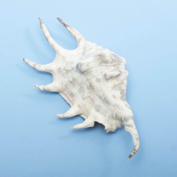 アクアリウム用品　muryotassei_500_599　◎　kaisui71　_interior　◎　海水　海水　水中　アクセサリー　アクアリウム　シェル　貝殻　巻貝　shell_0519　_aqua　int_kaigara　shell_...