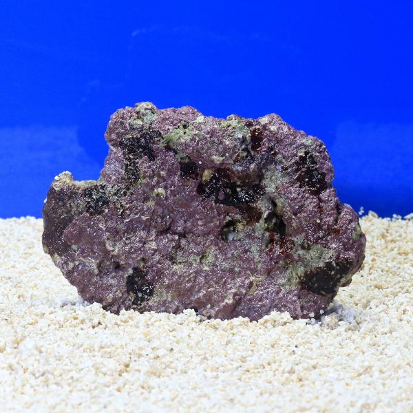◎　海水　ライブロック　lr_plate　海水魚　lr_plates　ヤッコ　エンゼル　レイアウト　水槽　プレート　板状　薄い　ペラペラ　kaijyo2sngtop1912042sngtop2001292sngtop200304　feste...
