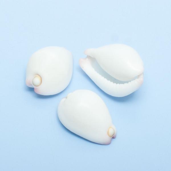 muryotassei_800_899　◎　_interior　_aqua　kaisui74　装飾　レイアウト　インテリア　オブジェ　海水　アクセサリ　貝　ヤドカリ　置き物　小物　ＳＨＥＬＬＣＯＬＬＥＣＴＩＯＮ　シェルコレクション　ｓｈｅｌ...