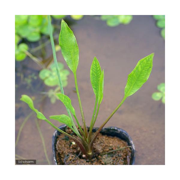 _aqua　_gardening　ビオトープ　水辺植物　水生植物　オモダカ　Ａｌｉｓｍａｔａｃｅａｅ　ガーデニング　その他水辺植物　all_plants　育て方　育成方法　栽培方法　抽水植物　Ａｌｉｓｍａ　ヘラオモダカ