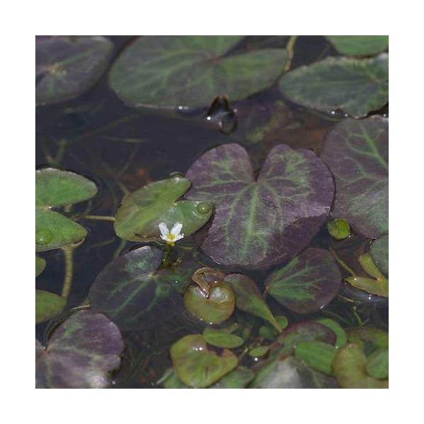 _aqua　_gardening　ビオトープ　水辺植物　水生植物　浮葉植物　nymphoides　ガーデニング　その他水辺植物　all_plants　20110601　水辺0601　bio_130715　iff636ixガーデニング　植物　...