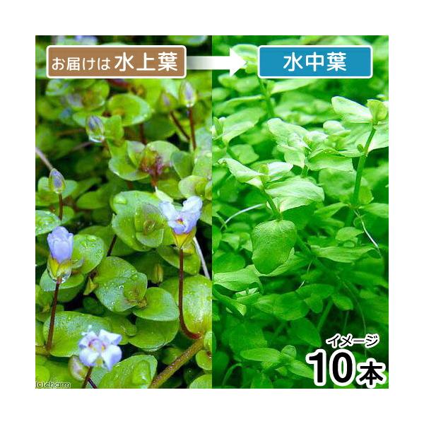 PF_SPQ　熱帯魚　水草　グリーン　前景草　小型水槽　小型　円葉　greenplants　_wp　_aqua　mzks_winter01　w7h0CPI5　mzkzesal1103　1wptop191211　有茎草　バコパ　オーストラリス...