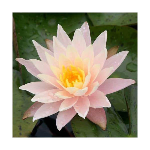 スイレン　睡蓮　栽培　育て方　ビオトープ　温帯性スイレン　スイレンまつり　ガーデニング　水辺植物　ピンク　温帯性　all_plants　20110202　ontaiseisuiren　brandwl　温帯性睡蓮シリーズ　ontaisei_s...