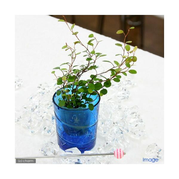 _kame　_hachu　観葉植物　ガーデニング　ビバリウム　アクアテラリウム　パルダリウム　両爬向き植物　つる性　匍匐性　タデ科　ミューレンベッキア属　Muehlenbeckia　axillaris　complexa　ワイヤーバイン　ワイ...