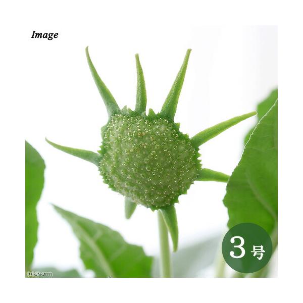 _kame　_gardening　_hachu　ガーデニング　サボテン・多肉植物　ドロステニア　ドルステニア　その他　コーデックス　cp_euph　all_plants　育て方　育成方法　栽培方法　tanikuplapot_series　観...
