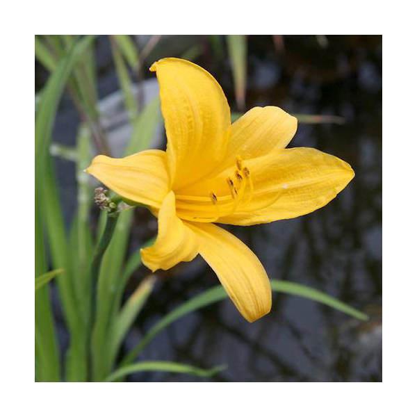 金魚・メダカ　_aqua　ビオトープ　ガーデニング　水辺植物　その他水辺植物　all_plants　_gardening　植物　植物生体　ガーデニング生体　育て方　育成方法　栽培方法　湿生植物　opa2_delete