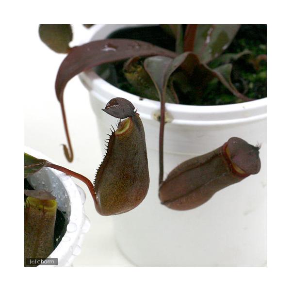 paludariumplants　パルダリウム　テラリウム　_hachu　_gardening　_kame　観葉植物　園芸　ガーデニング　ビバリウム　アクアテラリウム　食虫植物　ネペンテス　ウツボカズラ　nepenthaceae　Nepen...