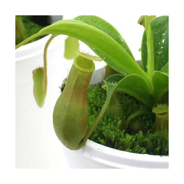 paludariumplants　パルダリウム　テラリウム　_gardening　_hachu　_kame　観葉植物　園芸　ガーデニング　ビバリウム　アクアテラリウム　食虫植物　ネペンテス　ウツボカズラ　nepenthaceae　Nepen...
