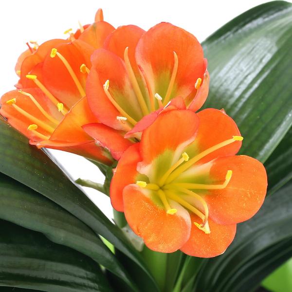 観葉植物　all_plants　_gardening　ガーデニング　花　苗　育て方　育成方法　栽培方法　だるま　ヒガンバナ科　クンシラン属　半耐寒性多年草　Ｃｌｉｖｉａ　ｍｉｎｉａｔａ　クリビア　ウケザキクンシラン　20211224　Y.K...