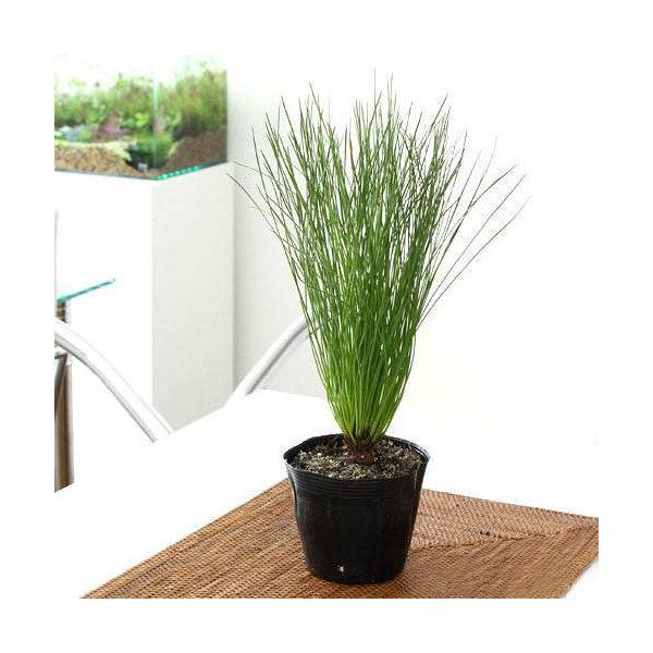 _gardening　ガーデニング　山野草　松　まつ　ダイオウショウ　ダイオウマツ　大王松　Ｐｉｎｕｓ　ｐａｌｕｓｔｒｉｓ　20110920　育て方　育成方法　栽培方法　ＲＭ　お正月　縁起木　縁起樹　盆栽　pointyh50124seita...