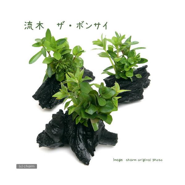 熱帯魚　_aqua　thebonsaiseries　水草　流木付　エビ用水草　demkr11　wp_kywrd　hhhhj07　hyrix41　lctbl96　thebonsai0312　tchamana　thebonsairyuboku　...