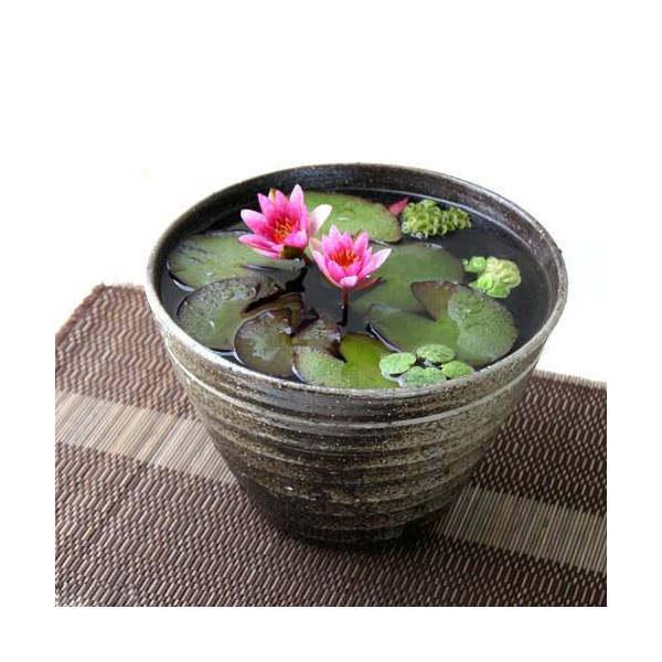 mashikohimeset　スイレン　睡蓮　栽培　育て方　睡蓮鉢フルセット　ビオトープ　鉢　ガーデニング　水辺植物　スイレンと鉢のセット　姫スイレン　20100710　ＤＦ　益子睡蓮セット　益子睡蓮セット姫スイレン　水辺0314　star...