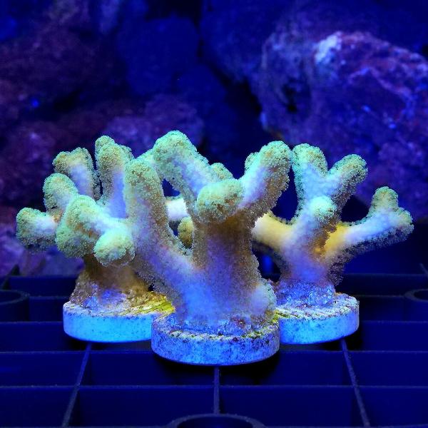 _aqua　sfset　◎　kaisui70　ハードコーラル　m_hardcoral　海水　サンゴ　フトトゲサンゴ　Ｍｏｎｔｉｐｏｒａ　ｆｏｌｉｏｓａ　20251020　up0827time_ma　sngtop2_180307　y25m11...