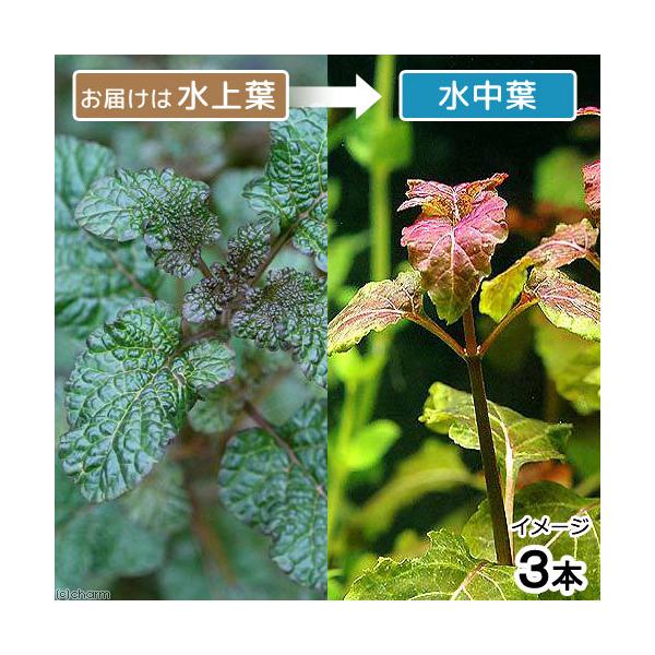 PF_SPQ　熱帯魚　_wp　_aqua　水草　後景草　丸い　all_plants　wp_kywrd　wp0407_cup　Hemigraphis　sp.キツネノマゴ科　Acanthaceae　赤系水草　ヘミグラフィス　パープル　ラウンドリ...