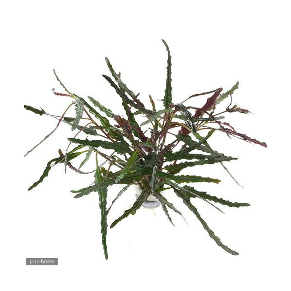 PF_SPQ　line2462terarium　_kame　熱帯魚　_aqua　_hachu　new_tonan　水草　後景草　赤い　all_plants　水草赤い　両爬向き植物　wp_kywrd　chiya10　y59GhZ4_wpp　ビ...