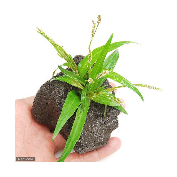 熱帯魚　_wp　_aqua　anayogan1111　Ｐｏｌｙｇｏｎｕｍ　水草　溶岩石付　all_plants　穴あき溶岩石　ポリゴナムｓｐ．ピンクはこちら　水上葉_ポリゴナム　wp_kywrd　tg378qcq水草　point5wplants