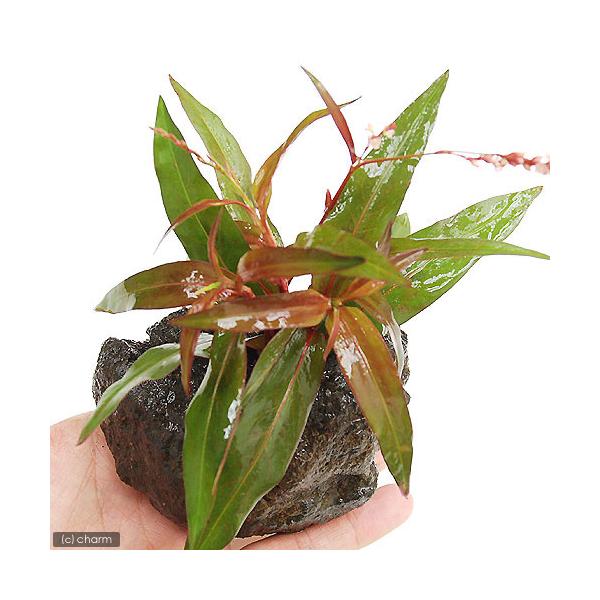 熱帯魚　_wp　_aqua　Ｐｏｌｙｇｏｎｕｍ　水草　溶岩石付　ポリゴナムｓｐ．マナウスはこちら　all_plants　穴あき溶岩石　水上葉_ポリゴナム　wp_kywrd　ｓｐ．ｆｒｏｍ　Ｍａｎａｕｓ　タデ科　Ｐｏｌｙｇｏｎａｃｅａｅ　タデ...