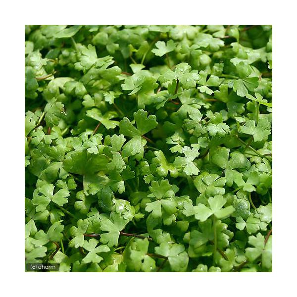 reveiwcoupon2604rk　PF_SPQ　Hydrocotyle　Tripartita　熱帯魚　_wp　_aqua　plants20071031　水草　前景草　横に広がる　オーストラリアンクローバー　all_plants　水上葉_...