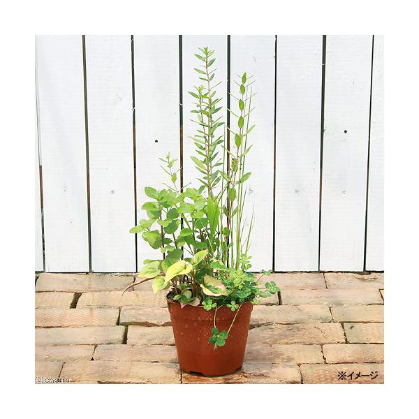 wpgroupplanting　ビオトープ　鉢　水辺植物　水生植物　ガーデニング　その他水辺植物　all_plants　20100522　インスタントビオ　time100608　インスタント・ビオトープ　インスタントビオシリーズ　biobo...