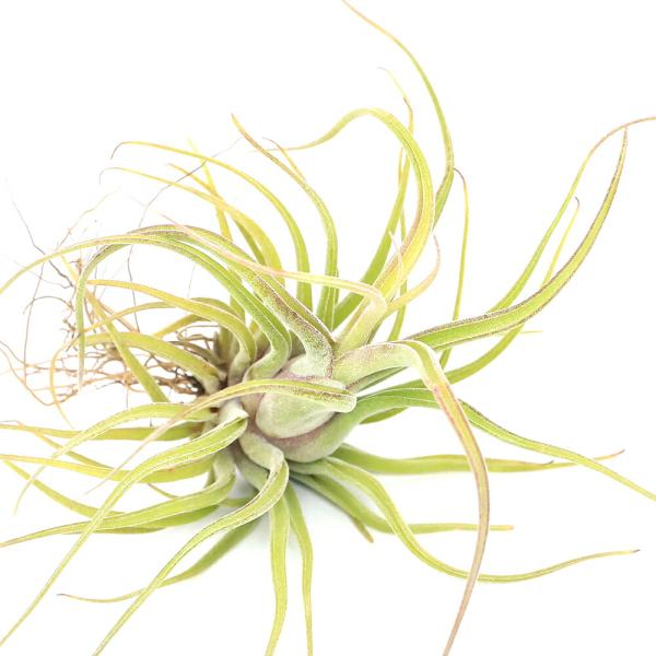 _kame　_hachu　_gardening　インテリア　インテリア・雑貨　ガーデニング　観葉植物　園芸　ビバリウム　アクアテラリウム　パルダリウム　アリ植物　両爬向き植物　パイナップル科　ハナアナナス属　着生植物　エアブロメリア　エアプ...