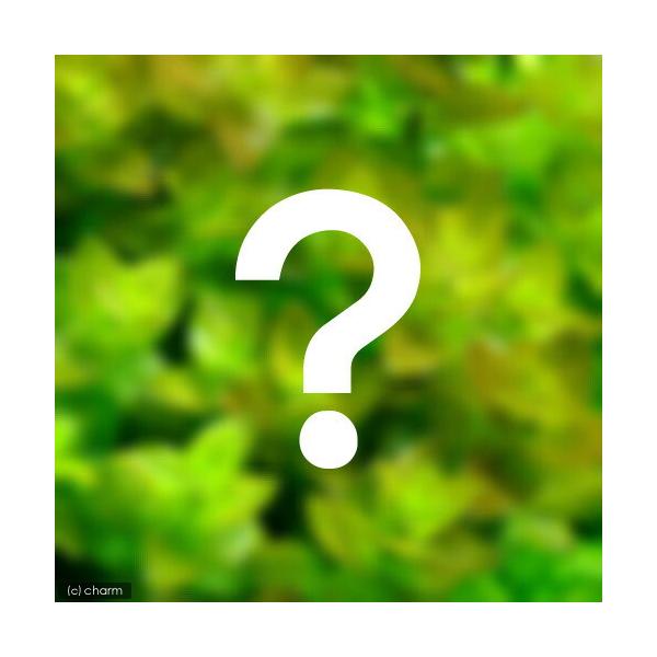 _aqua　熱帯魚　水草セット0809　水上葉セット　水草　セット　レイアウト　Bacopa　all_plants　水上葉_バコパ　wp_kywrd　festenaplbpdXmzkusa　point5wplants　onecoin2024...