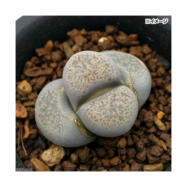 _kame　_hachu　muryotassei_900_999　_gardening　ガーデニング　サボテン・多肉植物植物　玉型メセン　rithops　all_plants　育て方　育成方法　栽培方法　観葉植物　メセン科リトープス属　Li...