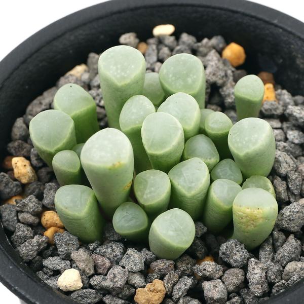 ガーデニング　サボテン・多肉植物植物　その他　all_plants　観葉植物　多肉　多肉植物　育て方　育成方法　栽培方法　kaijo