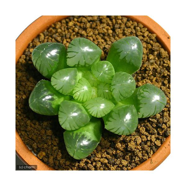 ガーデニング　サボテン・多肉植物植物　ハオルチア　インテリア　taniku0720　all_plants　育て方　育成方法　栽培方法　観葉植物　多肉　多肉植物　カクタス　シャボテン　仙人掌　creategardening