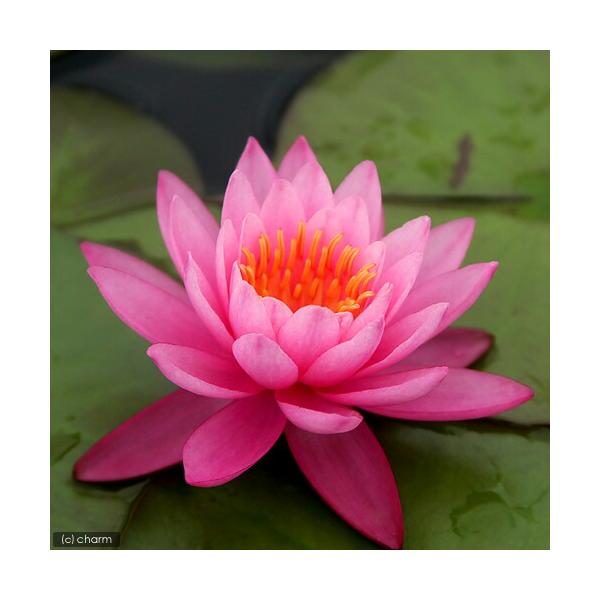 スイレン　睡蓮　栽培　育て方　ビオトープ　温帯性スイレン　スイレンまつり　ガーデニング　水辺植物　ピンク　メイラ　温帯性　all_plants　ontaiseisuiren　20130310　温帯性睡蓮シリーズ　tg378qcqガーデニング...