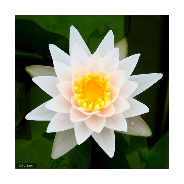 スイレン　睡蓮　栽培　育て方　ビオトープ　温帯性スイレン　スイレンまつり　ガーデニング　水辺植物　ホワイト　温帯性　all_plants　20110202　ontaiseisuiren　温帯性睡蓮シリーズ　ontaisei_suiren08...