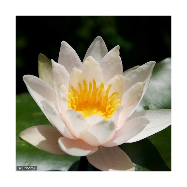 スイレン　睡蓮　栽培　育て方　ビオトープ　温帯性スイレン　スイレンまつり　ガーデニング　水辺植物　ホワイト　温帯性　all_plants　20110212　ontaiseisuiren　温帯性睡蓮シリーズ　ontaisei_suiren08...