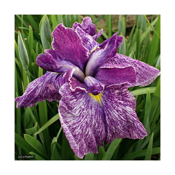 _aqua　_gardening　金魚・メダカ　ビオトープ　水辺植物　水生植物　ayame　ガーデニング　その他水辺植物　花菖蒲　肥後系　紫　砂子　all_plants　花菖蒲0302　20110302　菖蒲の花　opa2_delete　p...