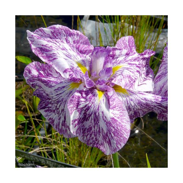 _aqua　_gardening　金魚・メダカ　ビオトープ　水辺植物　水生植物　ayame　ガーデニング　その他水辺植物　花菖蒲　江戸系　紫　白筋　三英花　all_plants　植物　植物生体　ガーデニング生体　育て方　育成方法　栽培方法　...