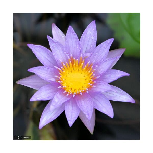 スイレン　睡蓮　栽培　育て方　熱帯性スイレンまつり　ビオトープ　スイレン単体　青紫　熱帯性スイレン　ガーデニング　水辺植物　ブルー　all_plants　nettaipoint　20100423　熱帯性睡蓮シリーズ　ISLAMORADA　r...