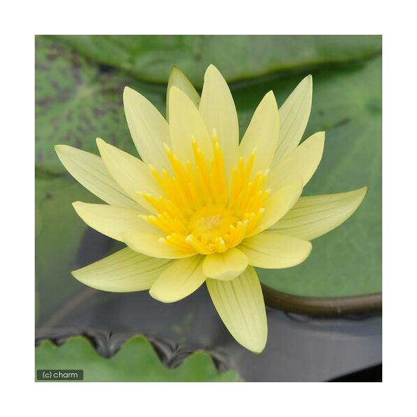 スイレン　睡蓮　栽培　育て方　熱帯性スイレンまつり　ビオトープ　熱帯性スイレン　ガーデニング　水辺植物　イエロー　all_plants　nettaipoint　father_yellow　20110517　熱帯性2012　熱帯性２４年度　熱...