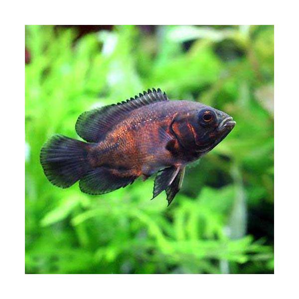 PF_SPQ　_aqua　熱帯魚・エビ他　シクリッド　アメリカンシクリッド　レッド・オスカー　１匹　fish_database　中南米産　ビギナーにオススメ　20110403　ＭＳqua_life201111　cichlid_beta　ka...