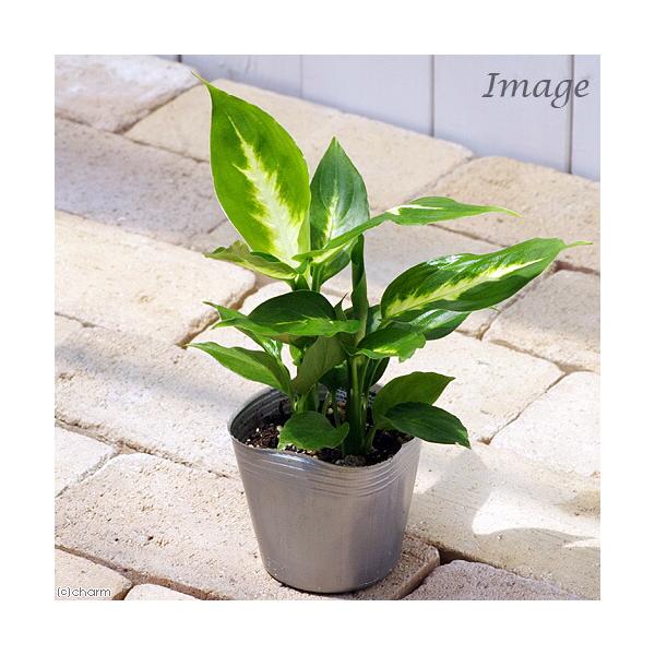 muryotassei_400_499　_kame　観葉植物　ガーデニング　ビバリウム　アクアテラリウム　パルダリウム　水草　クリプトとその近縁　Dieffenbachia　'Camille'　苗　ディフェンバキア　ディッフェンバキア　20...