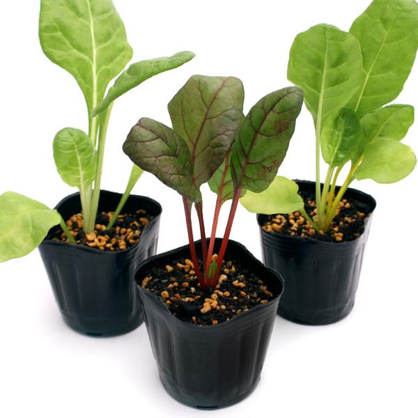 _gardening　ガーデニング　野菜　苗　家庭菜園　園芸　野菜の苗　野菜苗　ポット苗　大根　Beta　vulgaris　subsp.　フダンソウ　不断草　セイヨウフダンソウ　フダンナ　カキナ　アカザ科フダンソウ属　西洋ふだん草　アイデル...