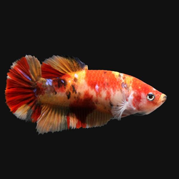 PF_SPQ　熱帯魚・エビ他　ベタ・グラミー・アナバス　改良ベタ　ベタ・プラガット　鯉ベタ　１匹　Ｂｅｔｔａ　ｓｐｌｅｎｄｅｎｓ　ｖａｒ．　ベタ・グラミー　selectショーベタ　select-betta　cichlid_beta　begi...