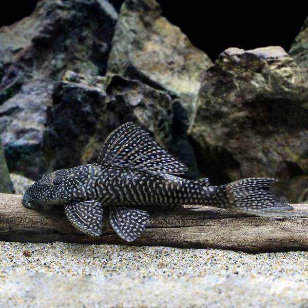 PF_SPQ　sfset　_aqua　熱帯魚・エビ他　プレコブッシー・ブロンズ系　プレコ　アンジェリカスプレコ　ホワイトナイトアンジェリカスプレコ　１匹　fish_database　Hypostmus　sertanejo　淡水生体　kaij...