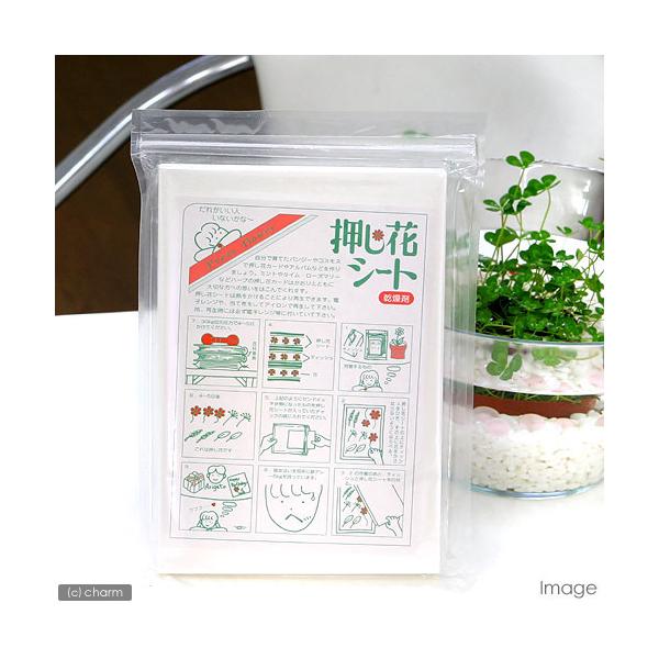 メーカー：オーアールエス 押し花乾燥シート　厚さ1mmレギュラーサイズ　10枚　160×240mm　押し花　おしばな　作成　手作り　葉　花　手紙　カード　キーホルダー　プレゼント　ガーデニング　園芸用品　4542609000068　opa2...