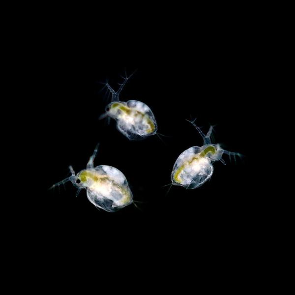 _hachu　_aqua　生き餌　生体　_kame　fry_bait　熱帯魚・エビ他　貝　新仔　種類で選ぶ　自由研究　タマミジンコ　Moina　macrocarpa　mijinnko_mix　活き餌　活餌　活きエサ　fishbabyfood...