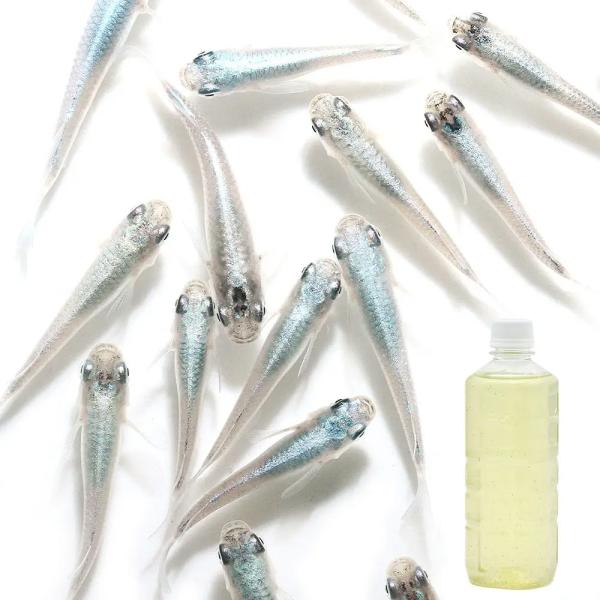 _aqua　sfset　金魚　メダカ　ｎkstMiyuki_bnr　Ｏｒｙｚｉａｓ　ｌａｔｉｐｅｓ　ｖａｒ．　biotope　cool　熱帯魚　エビ他　日本産メダカ　幹之　ミユキ　生餌　medaka幹之　miyuki_medaka　スーパー...