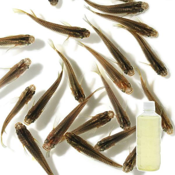 _aqua　金魚　メダカ　Ｏｒｙｚｉａｓ　ｌａｔｉｐｅｓ　ｖａｒ．　熱帯魚　エビ他　日本産メダカ　クロメダカ　生餌　nittan_medaka_kuro　aqua　生き餌　生体　fry_bait　自由研究　たまみじんこ　みじんこ　Ｍｏｉｎａ...