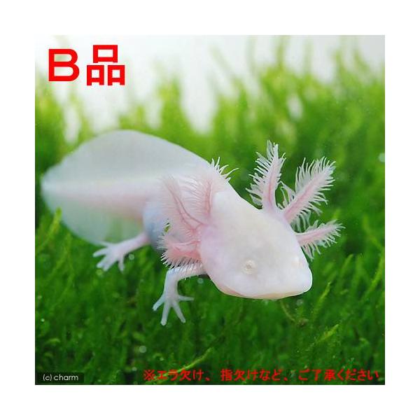 _aqua　_hachu　_kame　亀・爬虫類　生体　イモリ／サラマンダー　ウーパールーパー　アルビノ　１匹　ウーパールーパー各種　Urodela　熱帯魚・エビ他　ザリガニ・その他　両爬　amp_Axolotl　ＭＫ　axolotl_ca...